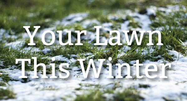 5 Ways Winter Can Kill Your Lawn | Nashville Lawn Care | Pure Green ...