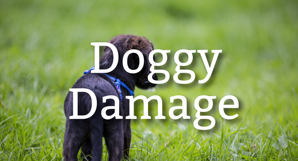 Preventing Dog Damage in Your Lawn | Nashville Lawn Care | Pure Green ...